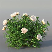 ForestPack Инструмент распространения объектов для 3d Max | ITOOSOFT