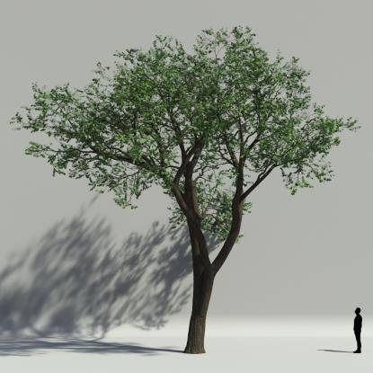 Purchase the European Common Trees Volume 1 The3dGarden 3d asset ...