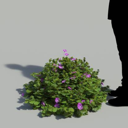 Purchase the Bushes and Flowers Volume 3 3DGarden 3d asset library ...