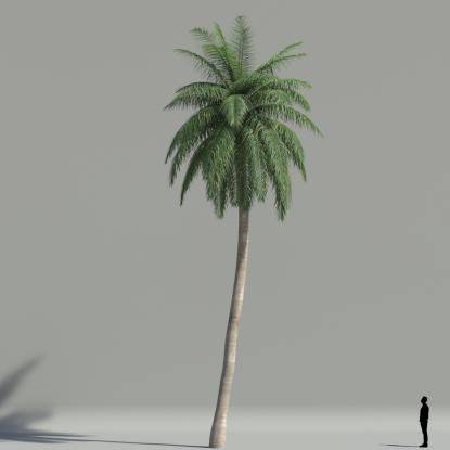 Purchase the Exotic and Palm Trees Volume 1 3DGarden 3d asset library ...