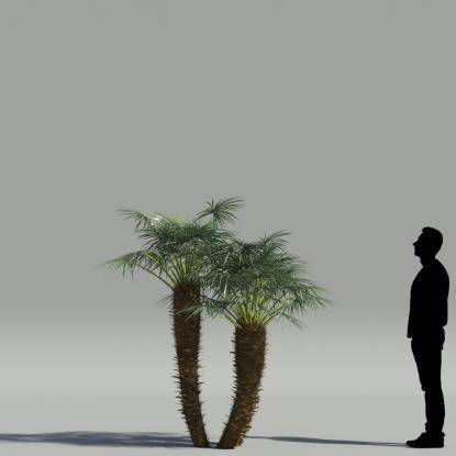 Purchase the Exotic and Palm Trees Volume 1 3DGarden 3d asset library ...