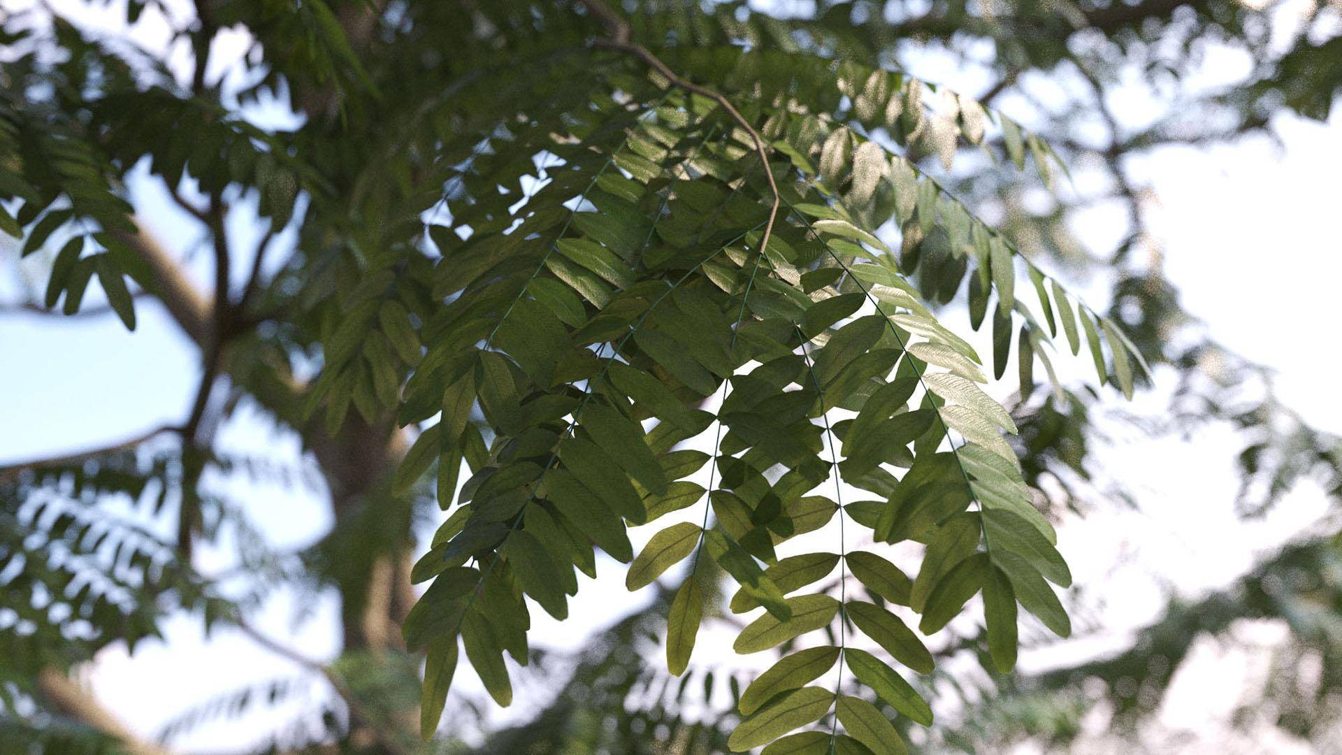 Purchase the European Common Trees Volume 2 The3dGarden 3d asset ...