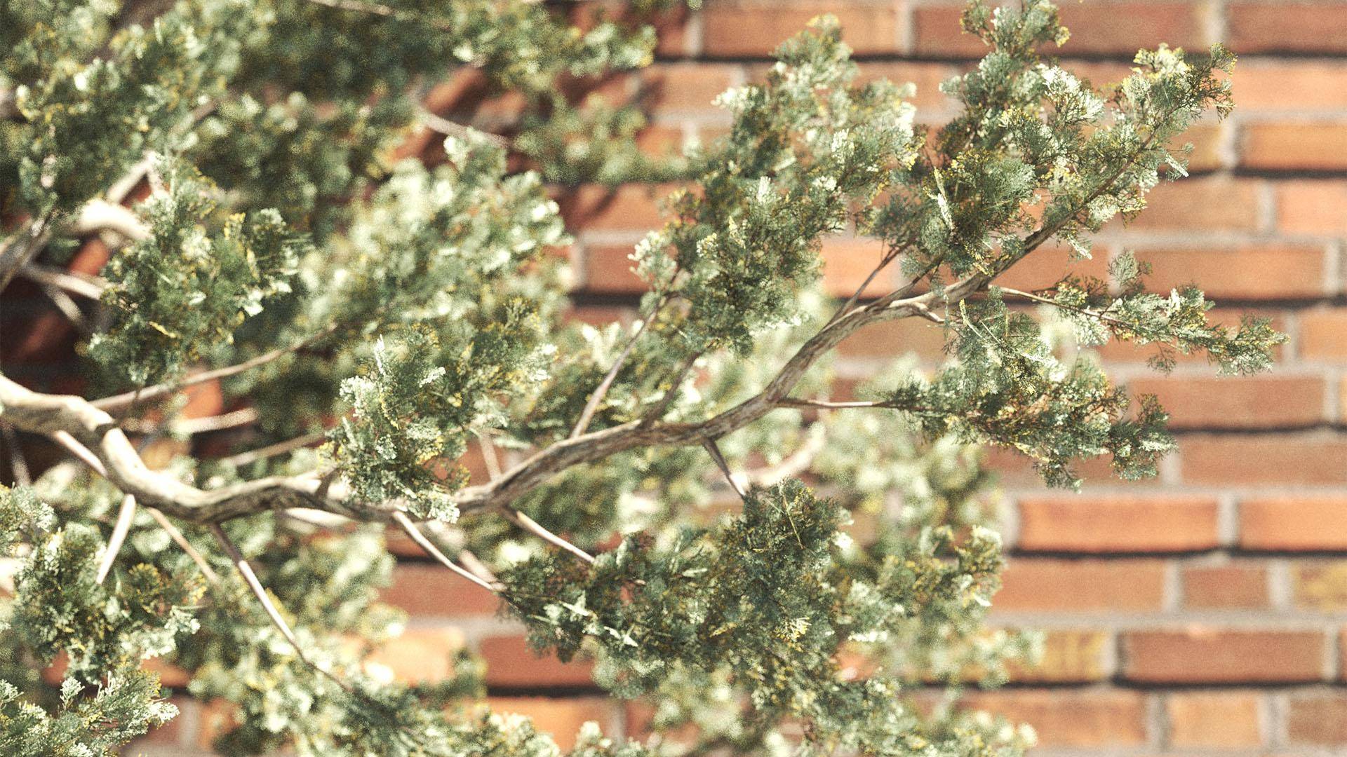 Purchase the Mediterranean Pine Trees Volume 1 The3dGarden 3d asset ...