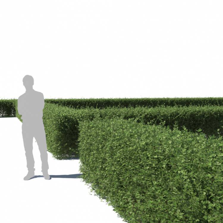Hedge Maple - 100CM - Forest Pack library for 3ds Max
