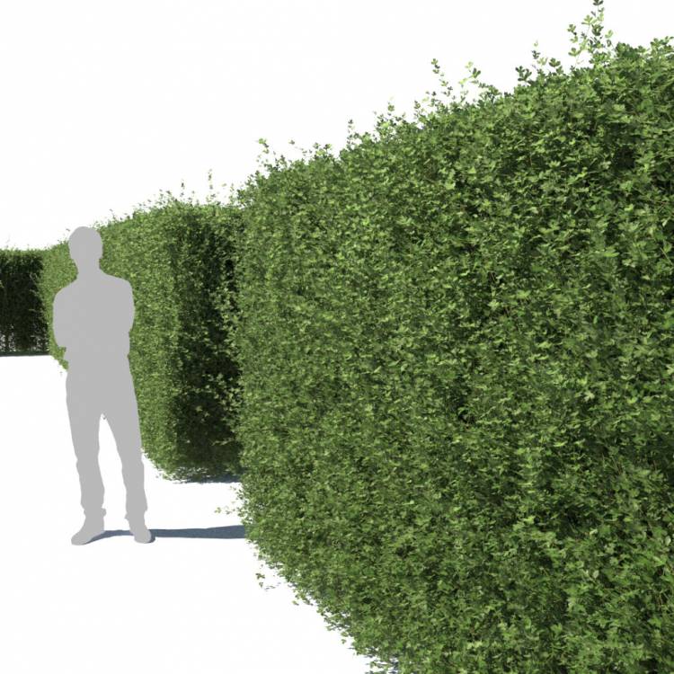 Hedge Maple - 200CM - Forest Pack library for 3ds Max