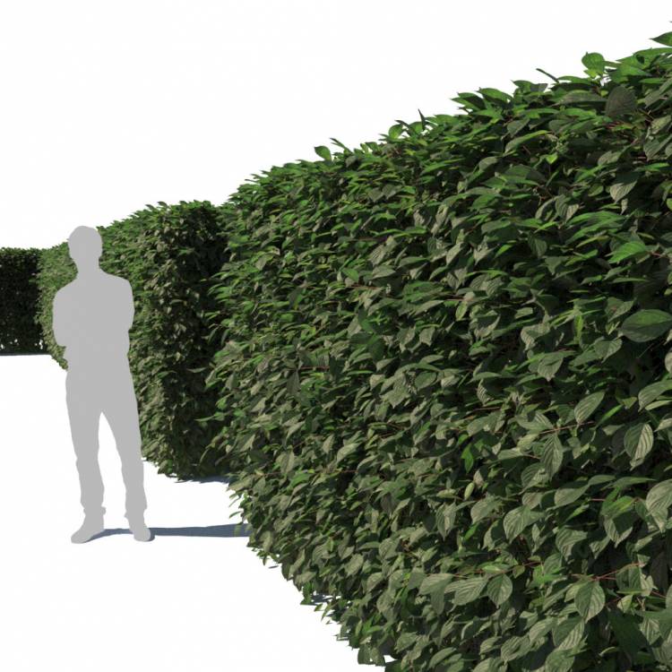 Hornbeam - 200CM - Forest Pack library for 3ds Max