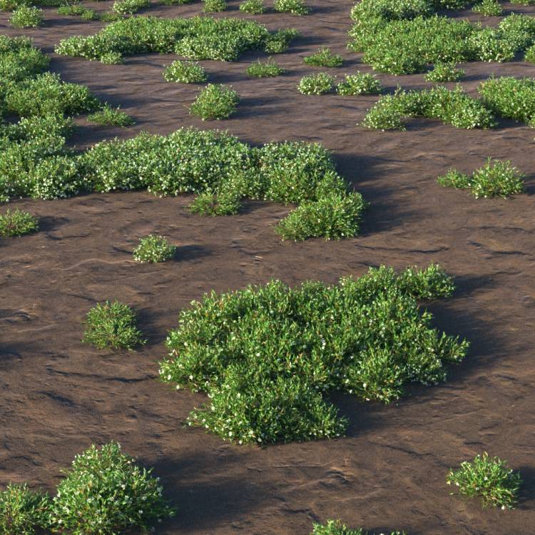 Grass Overlay Layer - Chickweed - Forest Pack library for 3ds Max