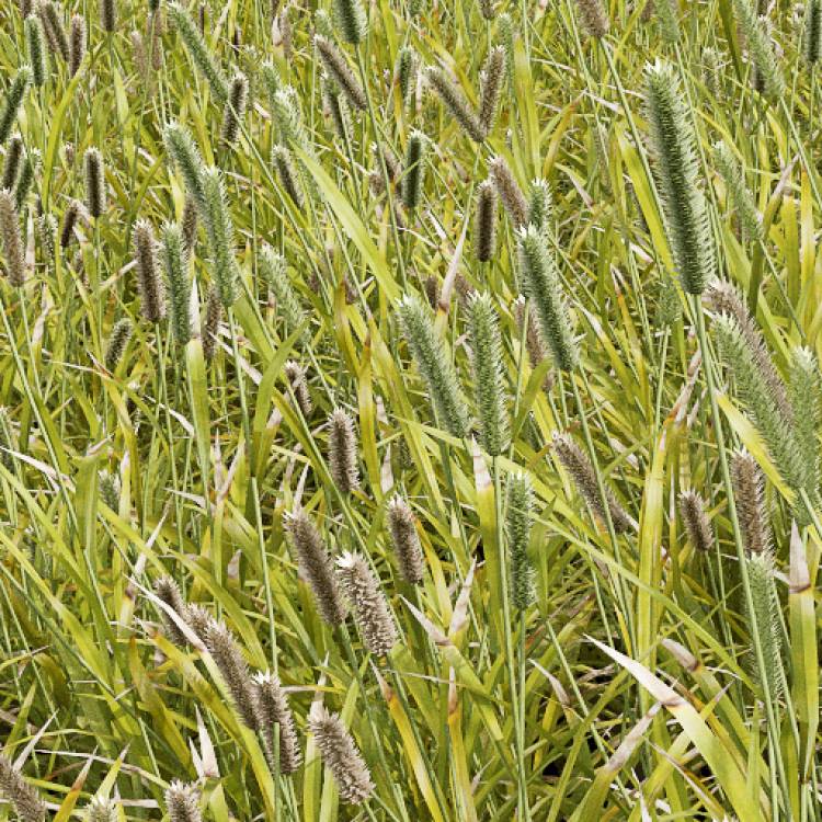 Smaller Cat's Tail (Detail) - Forest Pack library for 3ds Max