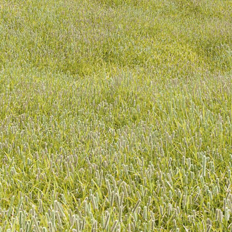 Smaller Cat's Tail (Large) - Forest Pack library for 3ds Max