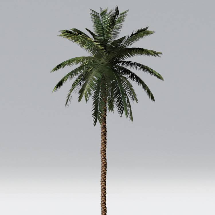 Date Palm - Forest Pack library for 3ds Max