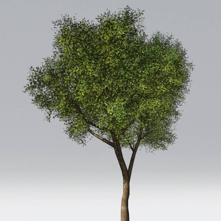 Maple - Forest Pack library for 3ds Max