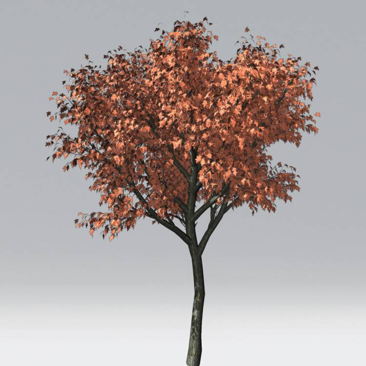 Red Oak - Forest Pack library for 3ds Max