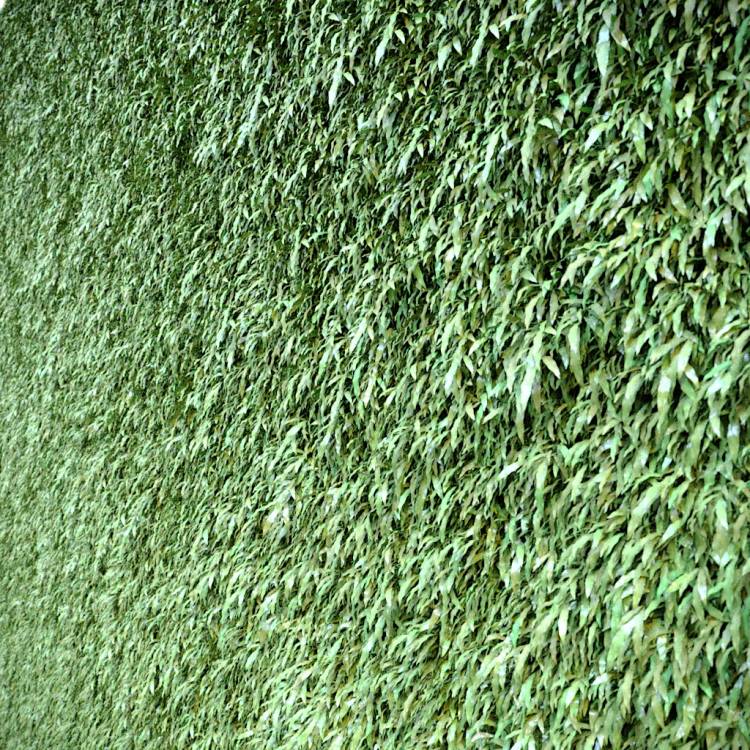 Cretan Brake | XY - Forest Pack library for 3ds Max