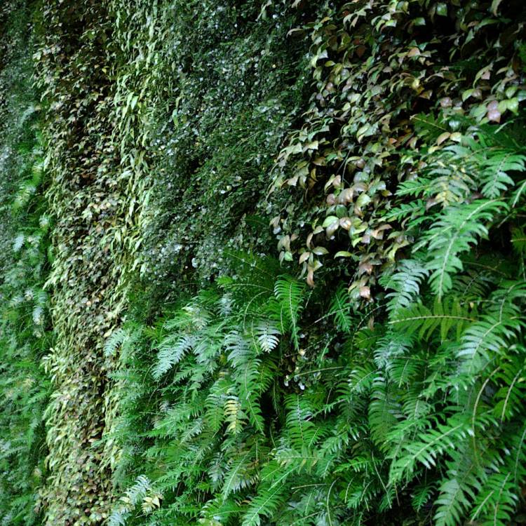 Green wall | XY | Diversity map - Forest Pack library for 3ds Max