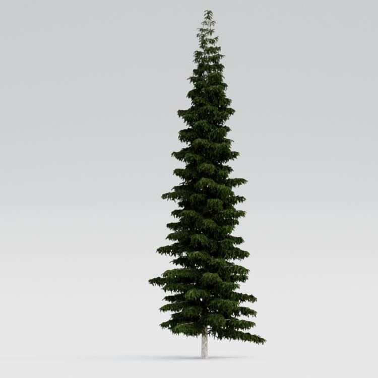 Himalayan Cedar 19M - The3dGarden Library for 3ds Max