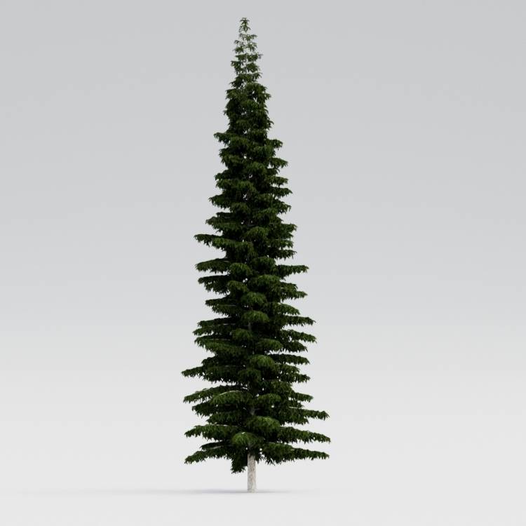 Himalayan Cedar 23M - The3dGarden Library for 3ds Max