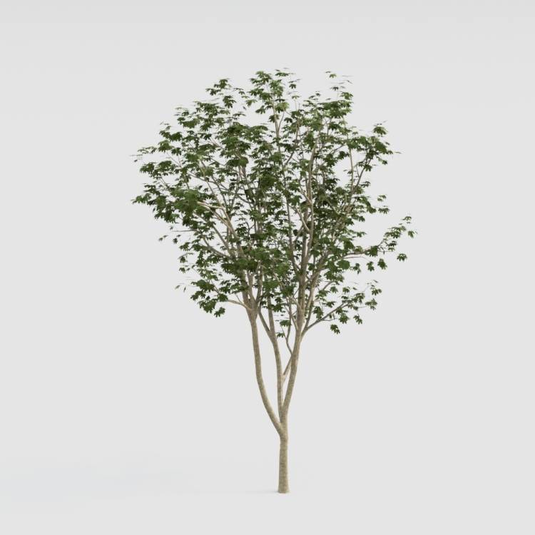 Norway Maple Young V3 - The3dGarden Library for 3ds Max