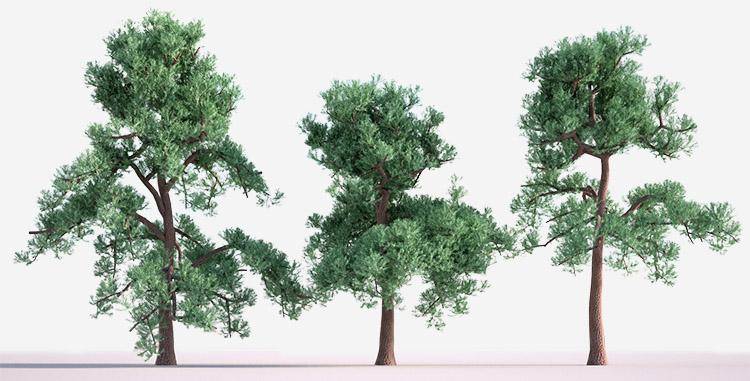 Tutorial - Master scattering on surfaces with Forest Pack